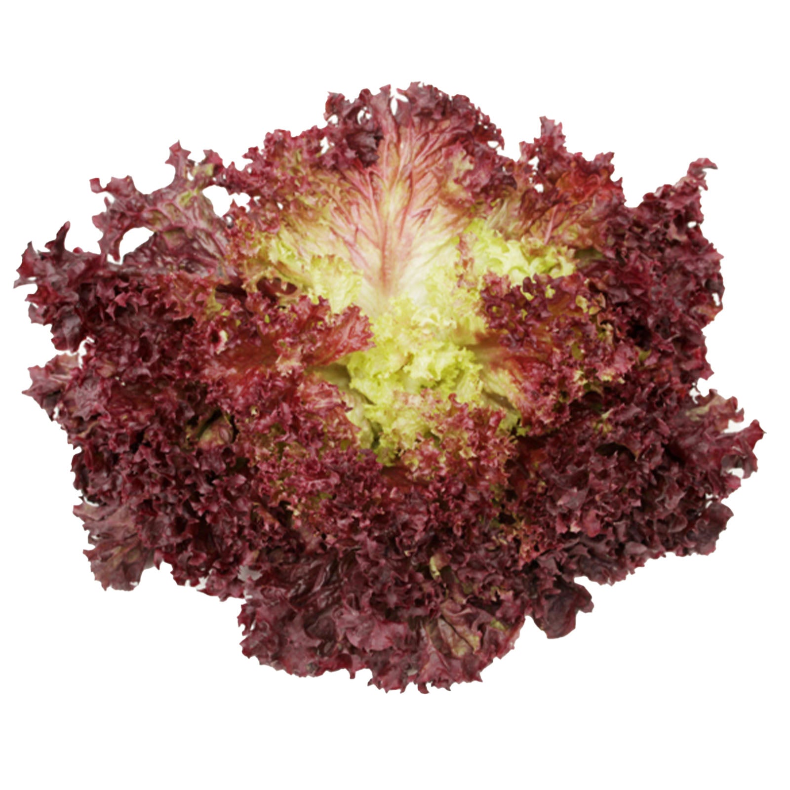 Semi di lattuga "Lollo Rossa" piante per orto e giardino coltivazione