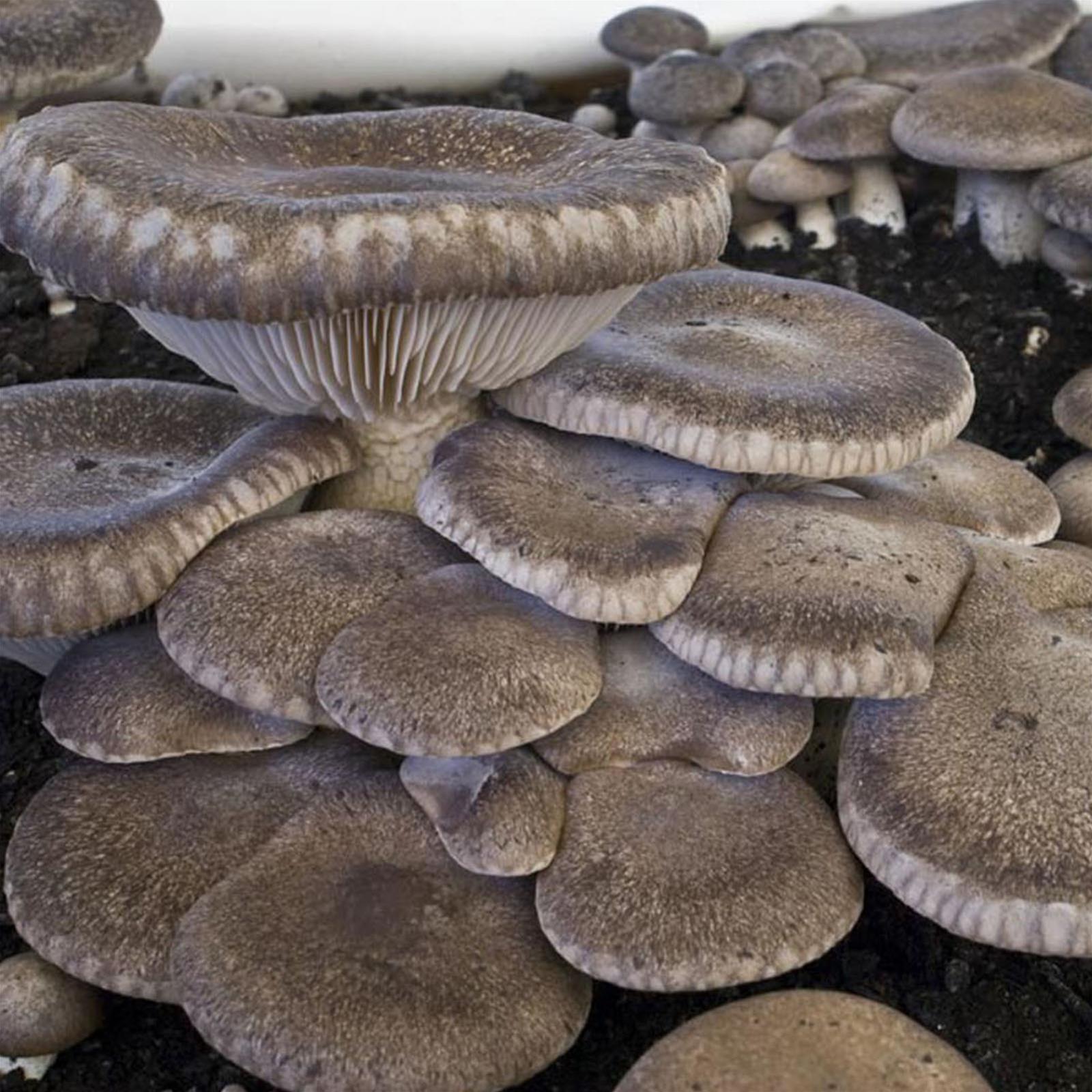 Balletta Funghi Cardoncelli, ceppo Pleurotus Eryngii, produzione profe ...